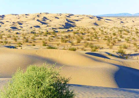 Glamis.com | A hub for the Glamis community
